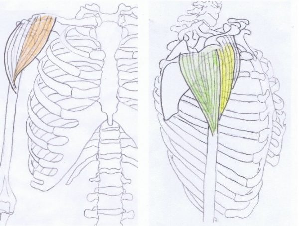 Bodymap Testing & Interpretation - Bodynamic International